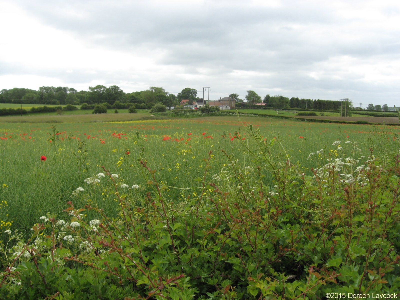 GENUKI: Kilham Cemetery General views., Yorkshire (East Riding)